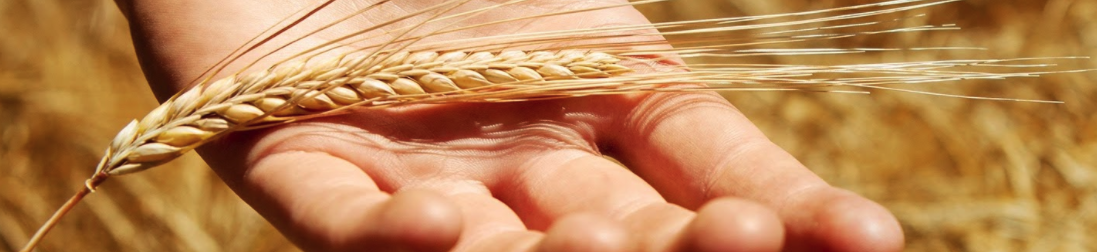 NGR Customer Story - Emerald Grain | National Grower Register